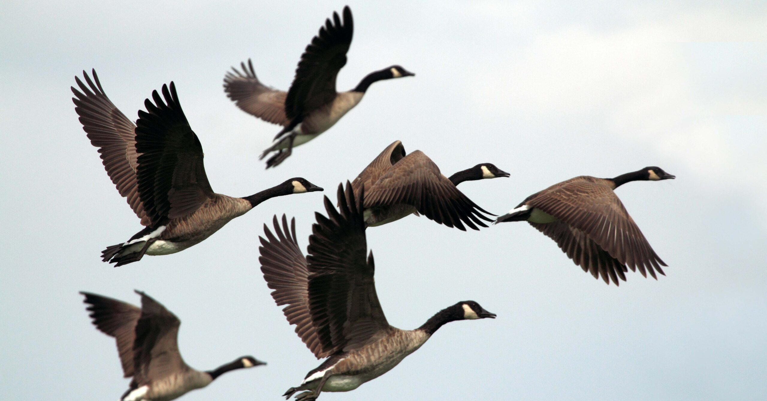 New report on the surveillance of zoonoses of avian origin in ...